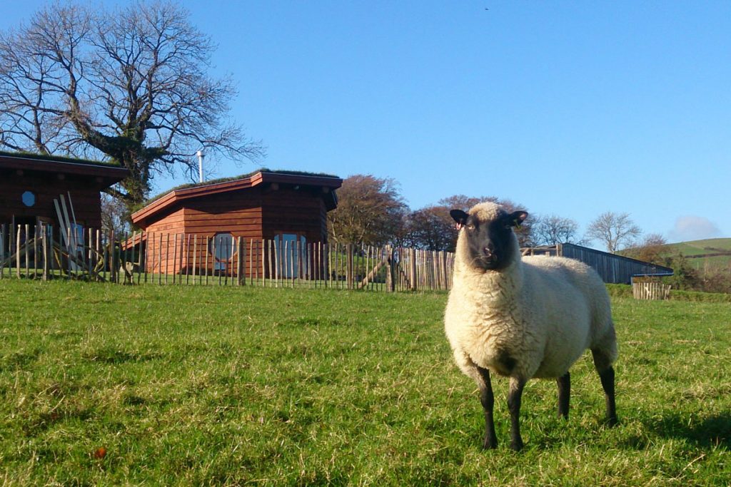 Llanwenog Sheep - Treberfedd Farm Holiday Cottages