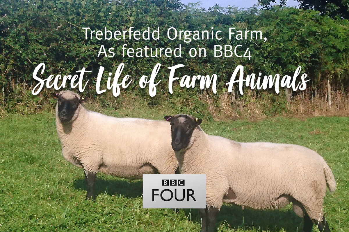 Llanwenog Sheep - Treberfedd Farm Holiday Cottages | Treberfedd Farm