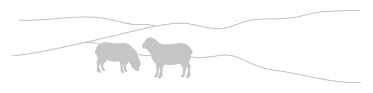 Llanwenog Sheep | Treberfedd Farm